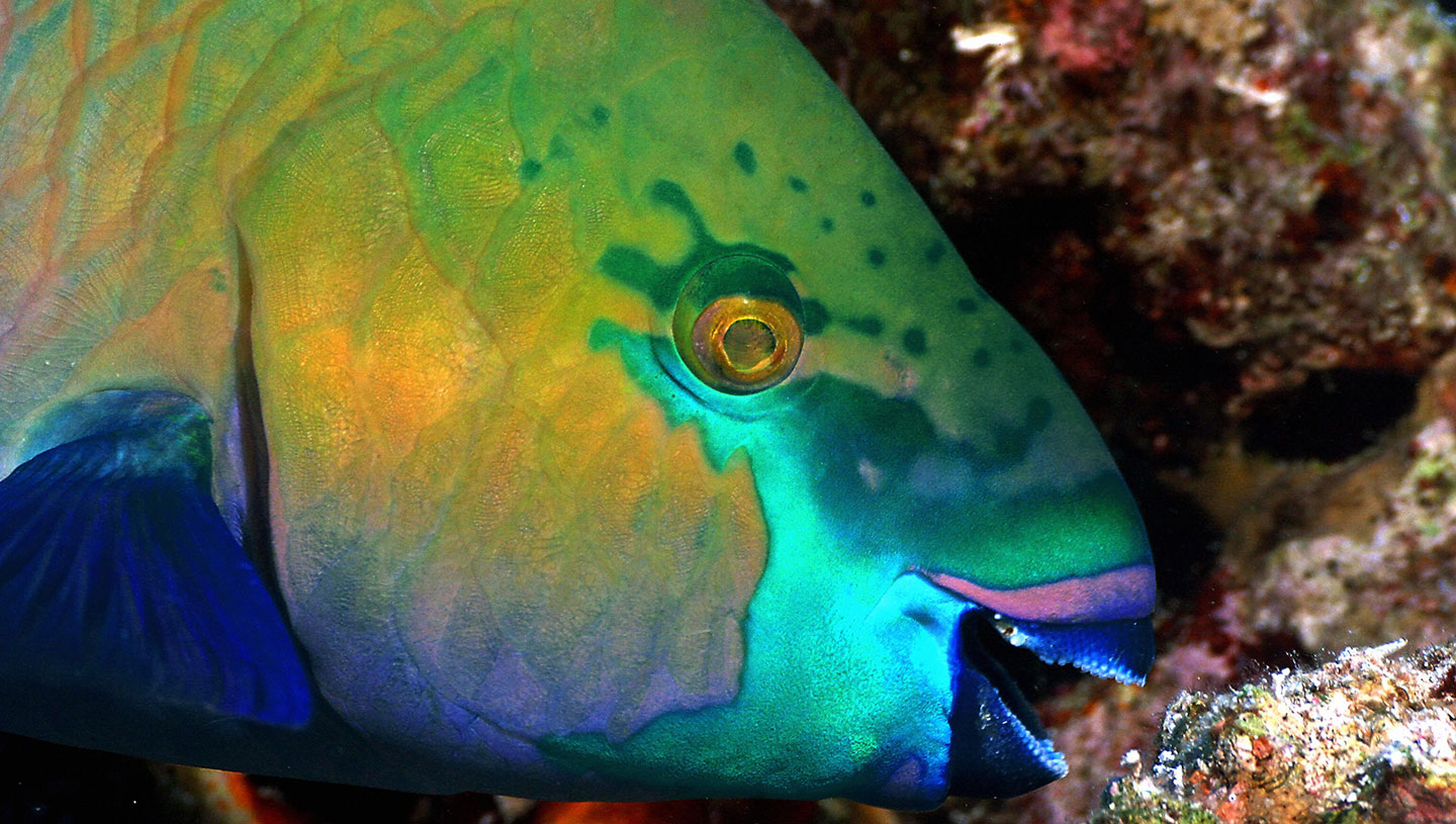 Parrotfish shape the future of coral reefs, one bite at a time