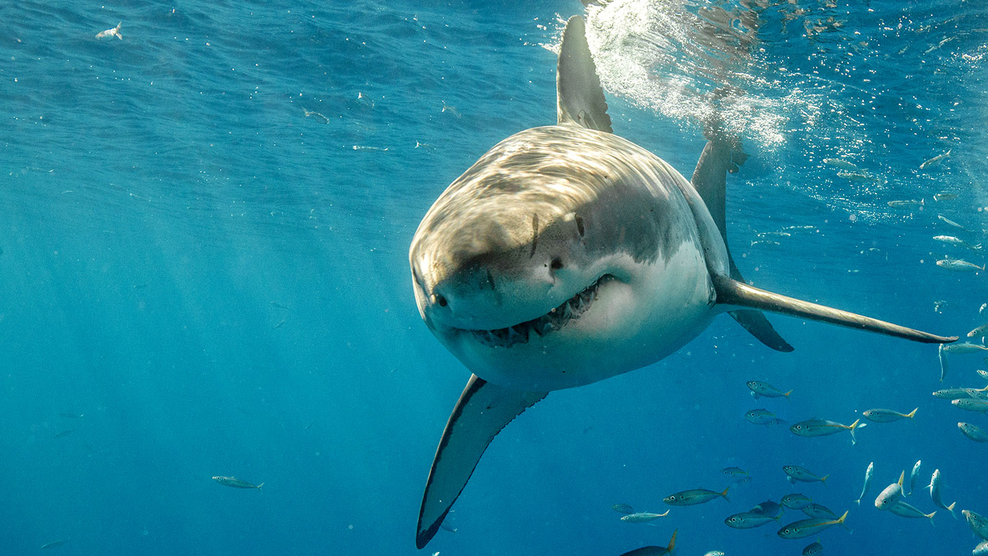 Digging a trench to stop a tsunami | Science News Explores