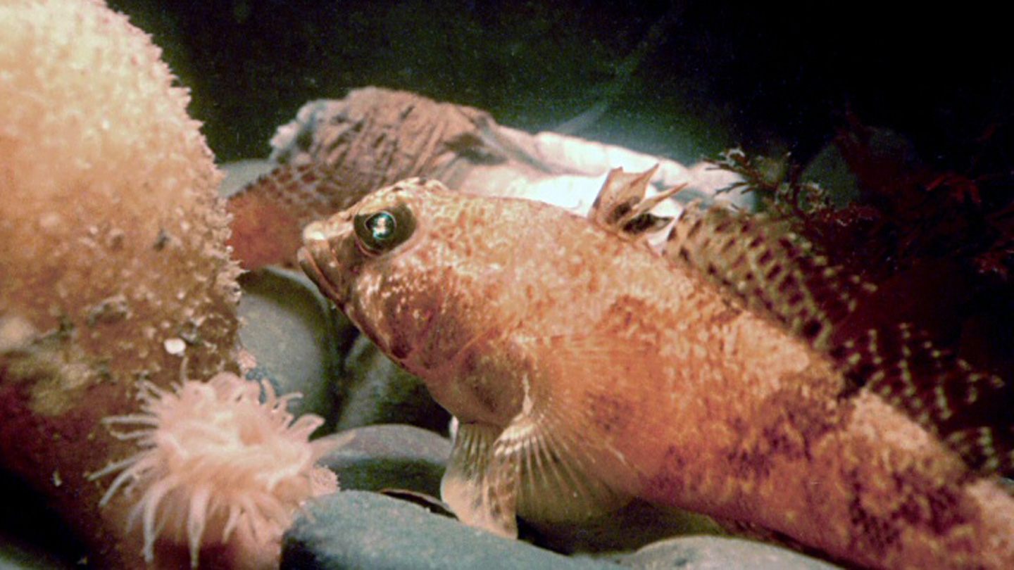 Some Antarctic fish arrange their nests into odd shapes