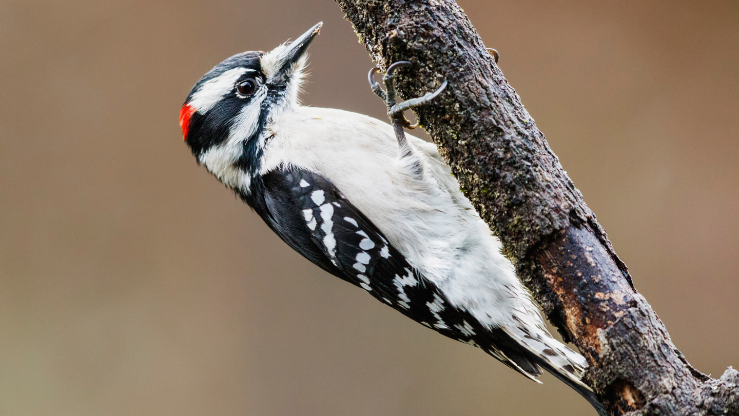 Radioactive animals don’t glow — but do show the power of radiation