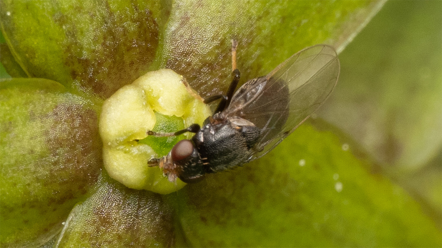 Could a plant ever eat a person?