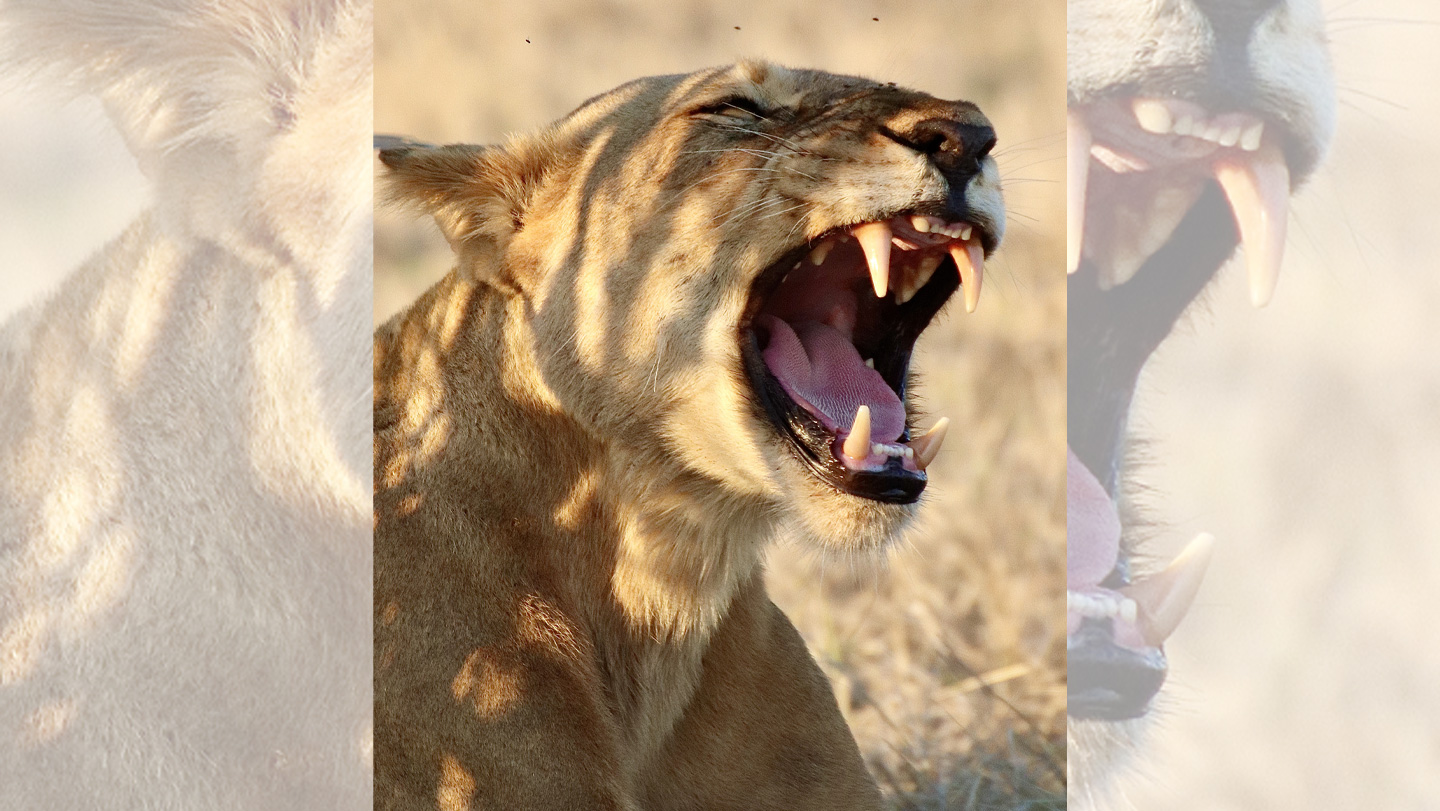Radioactive animals don’t glow — but do show the power of radiation