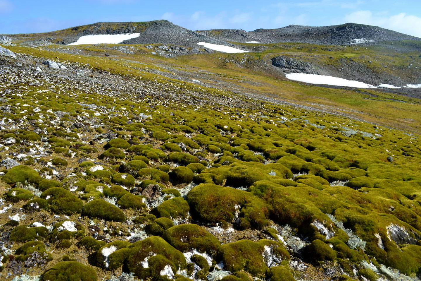 Antarctica faces a green and weedy future