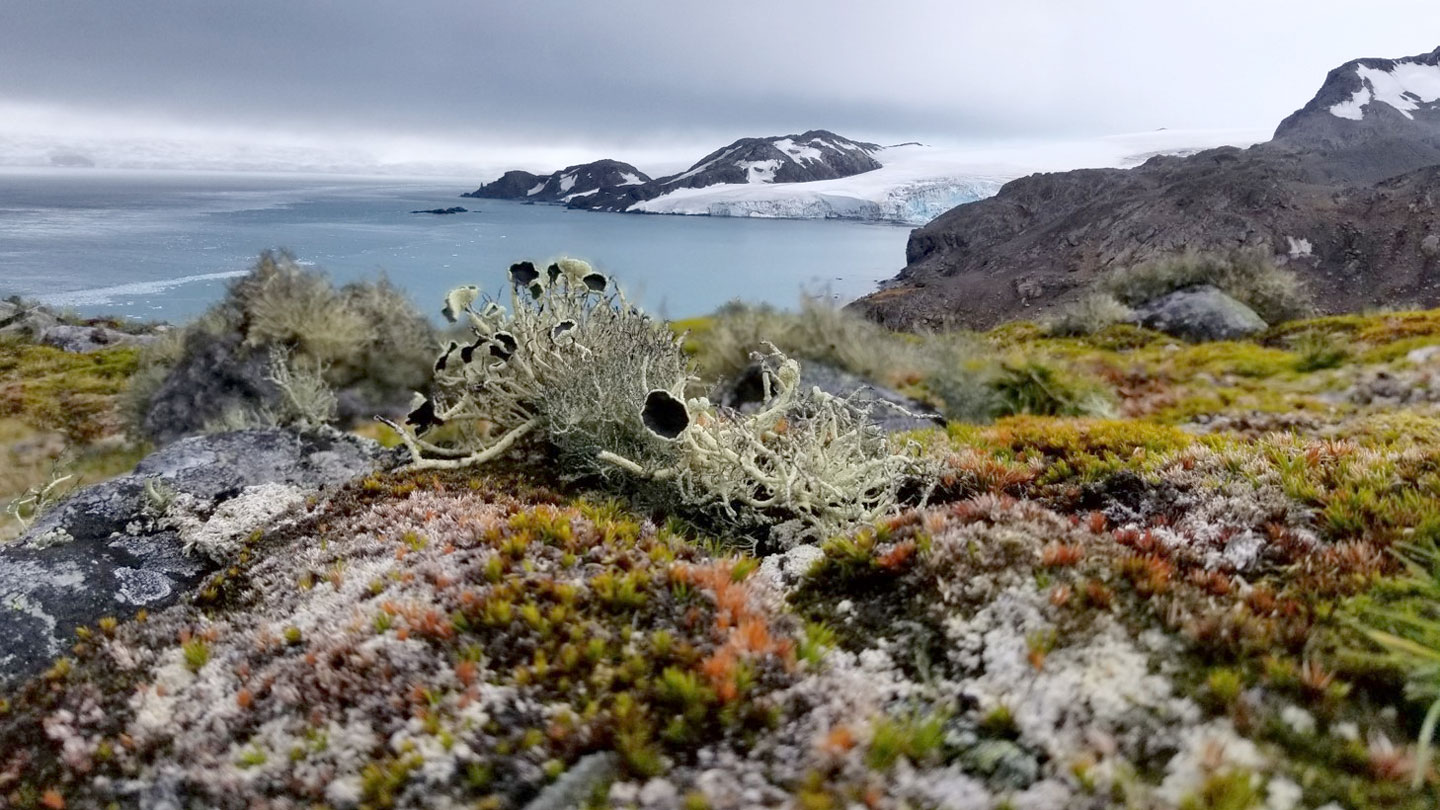 Life in the subnivium, beneath the snow, is at risk of melting away