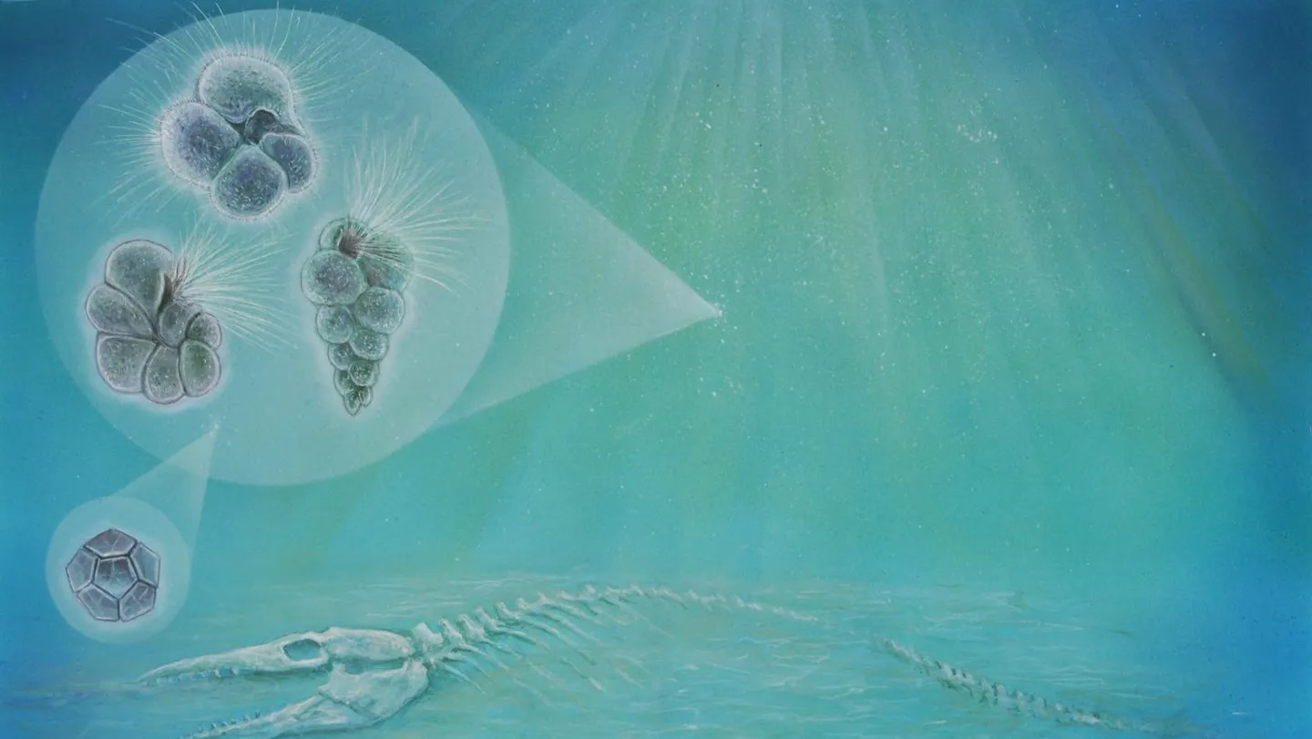 After the dino-killer asteroid, rapid evolution helped life bounce back ...