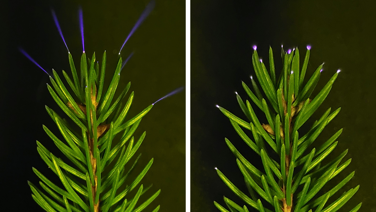 Thunderstorms can make trees twinkle with an electric glow