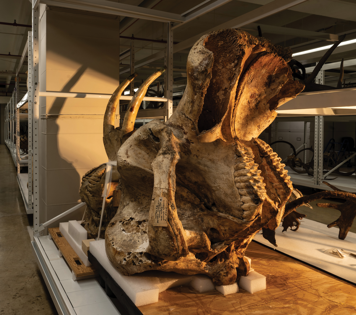 Secrets of the Smithsonian museum might just blow your mind