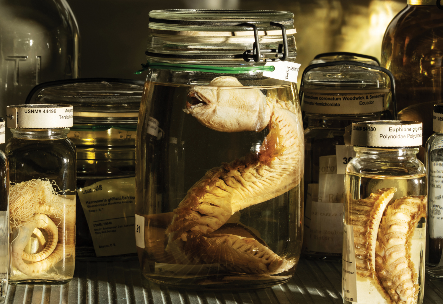 Secrets of the Smithsonian museum might just blow your mind