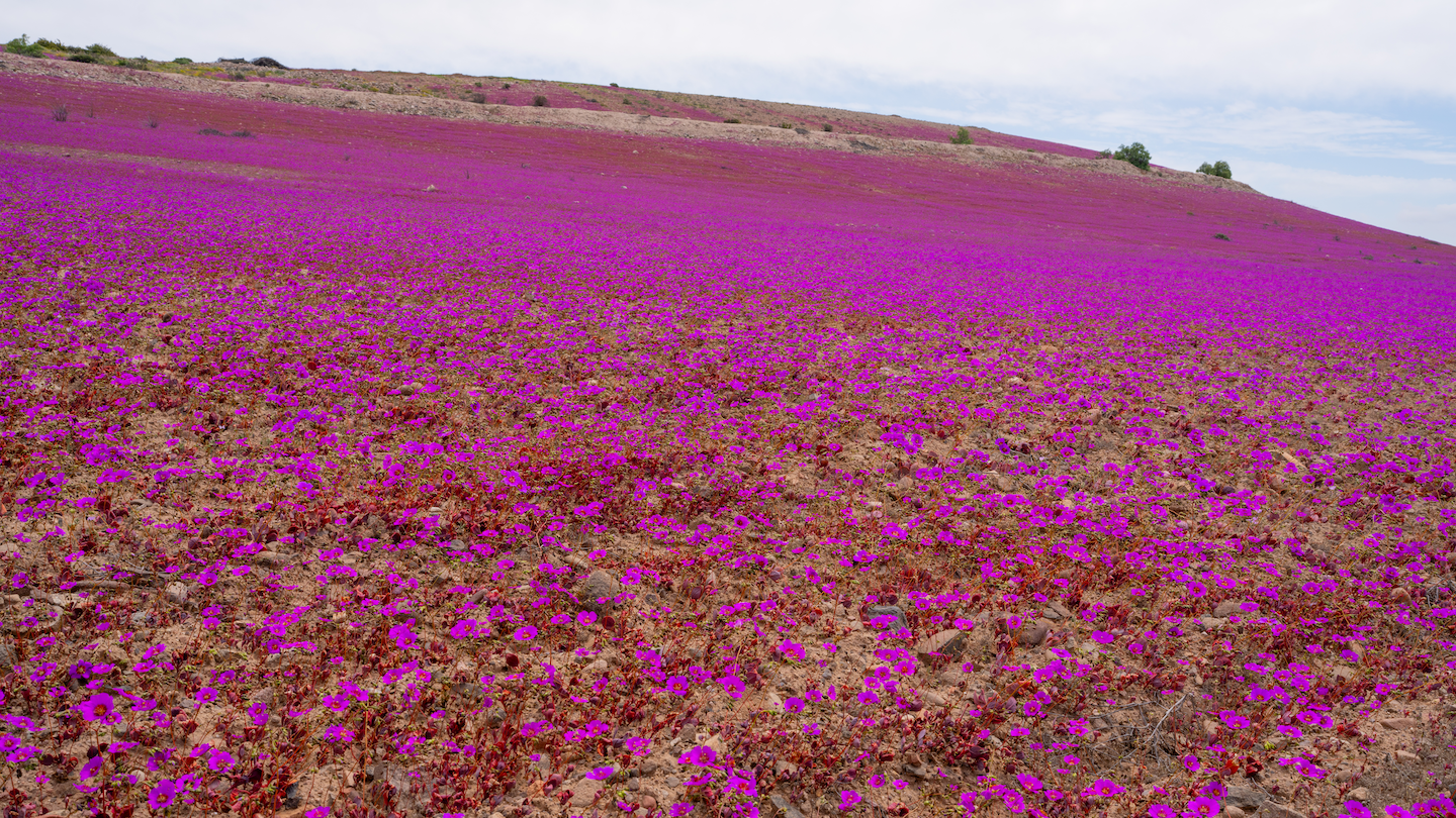 Scientists Say: Superbloom