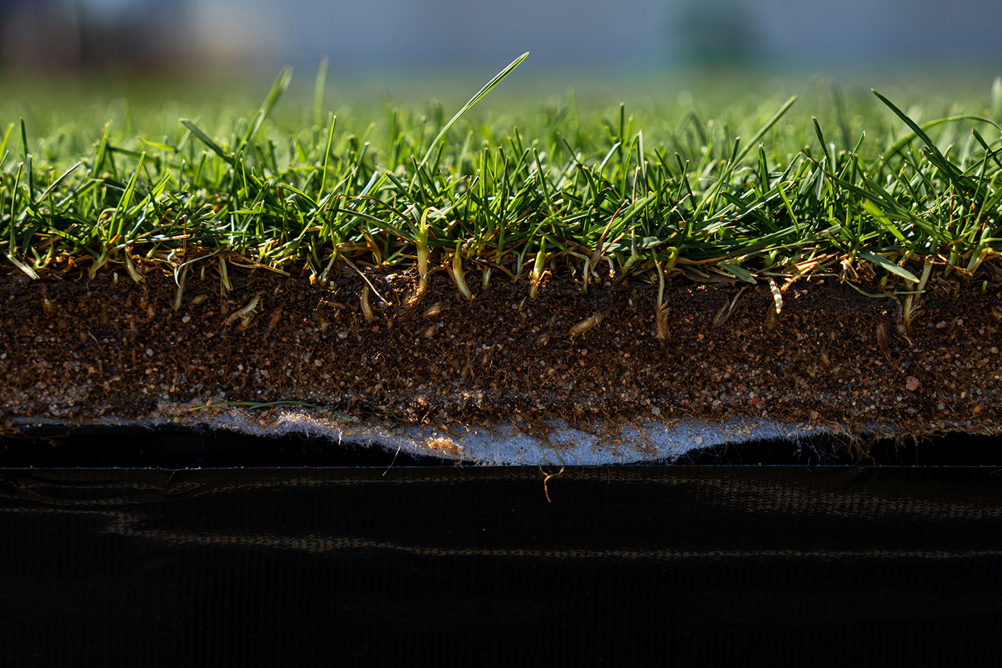 Perfect pitch? Grass scientists lay new grounds for World Cup ‘26